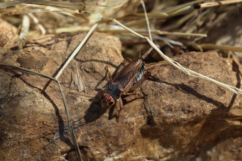 Hausgrille (Acheta Domestica) Stockfoto - Bild von porzellan, tiere ...