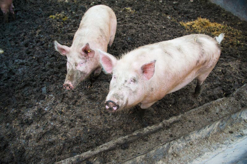 Hausschweine Auf Dem Bauernhof Stockfoto - Bild von vieh, nett: 96519422