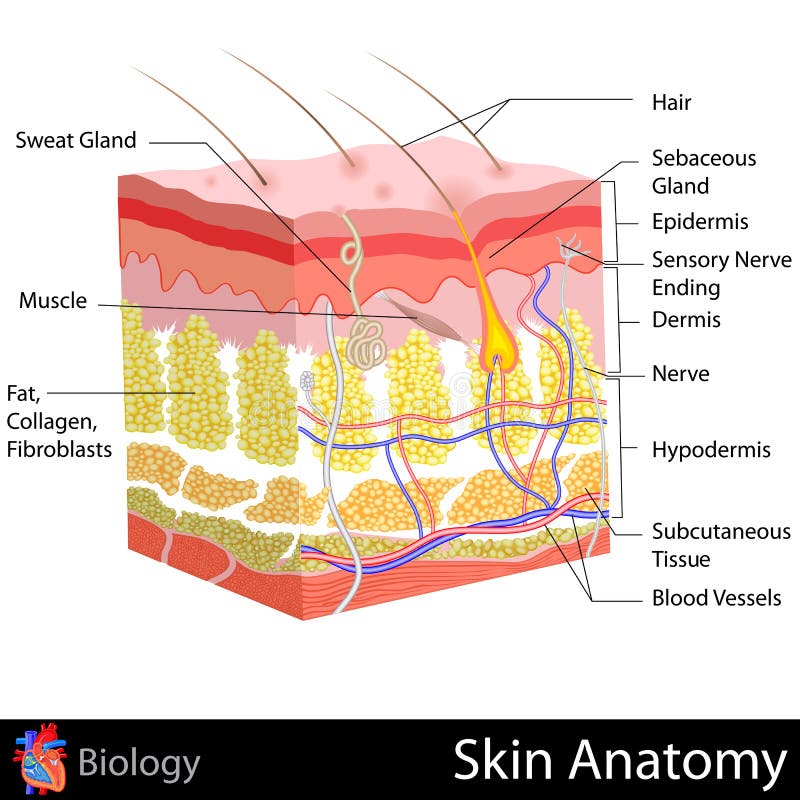 Haut-Anatomie Lizenzfreie Stockbilder - Bild: 31606299