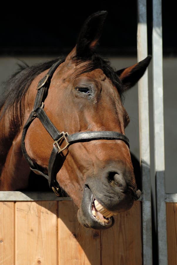 Cheval de sourire photo stock. Image du museau, dents, alimenter - 214514