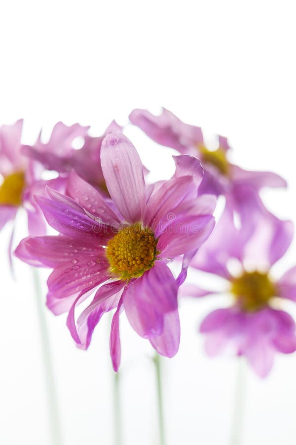 Hautes Fleurs Sauvages Principales Image stock - Image du sauvage ...