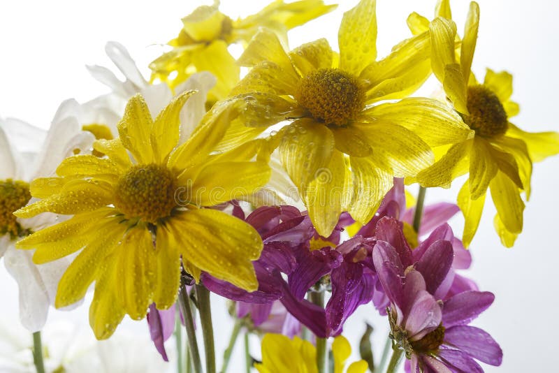 Hautes Fleurs Sauvages Principales Image stock - Image du sauvage ...