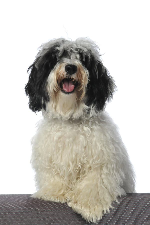 Mixed Breed Dog.border Collie, Cocker Spaniel Stock Photo - Image of ...