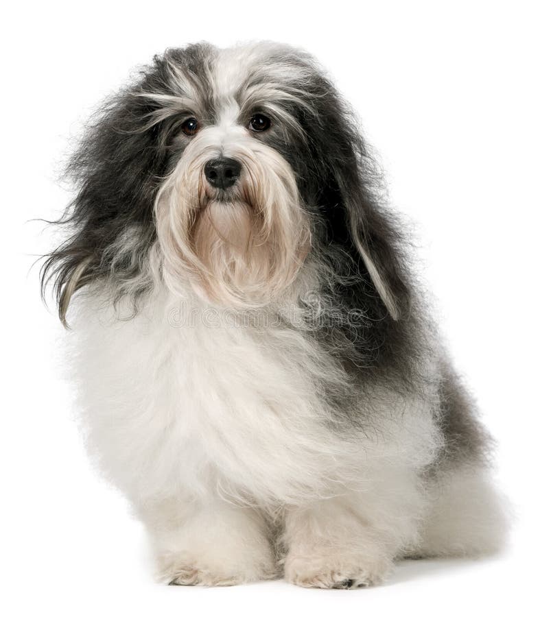 Havanese dog stock image. Image of pedigree, purebred - 18501877