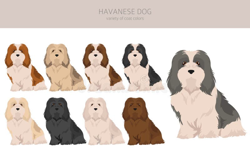 Havanese Dog Clipart. Different Poses, Coat Colors Set Stock Vector ...