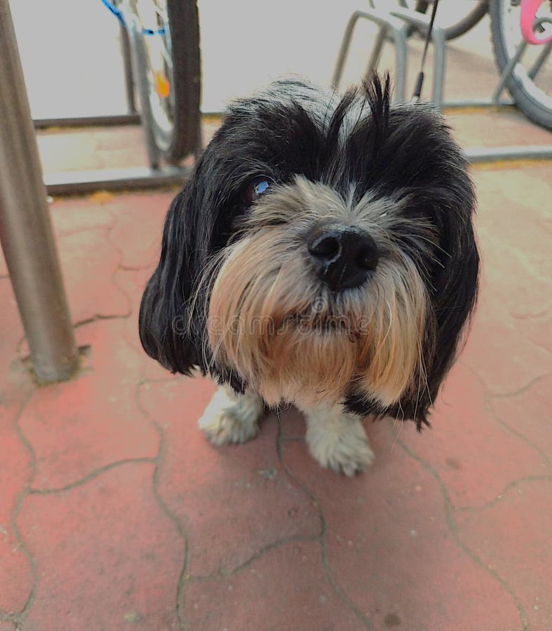 Havanese Dog from the Front, Nose Close To the Camera. Stock Image ...