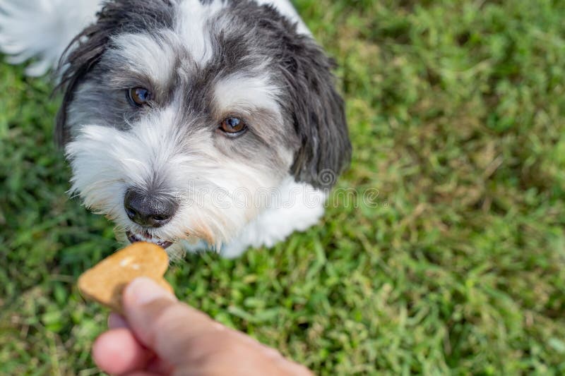 Havanese Dog Getting a Treat Stock Photo - Image of hand, hungry: 332786006