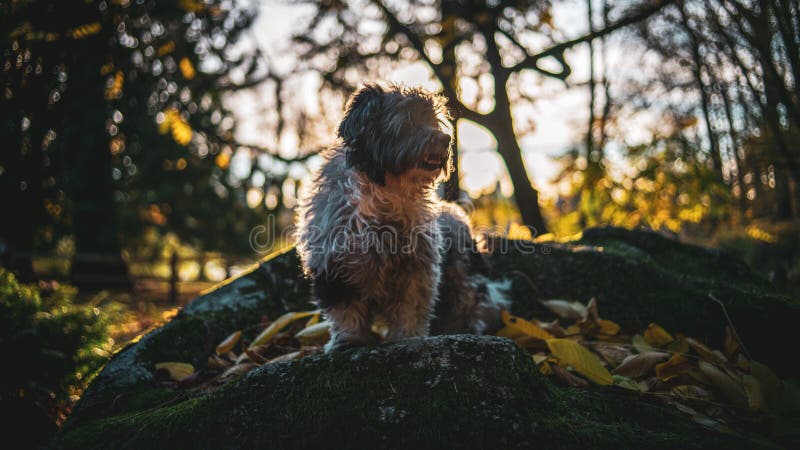 Havanese Dog Playing in Autumn Fall Leaves Stock Image - Image of ...