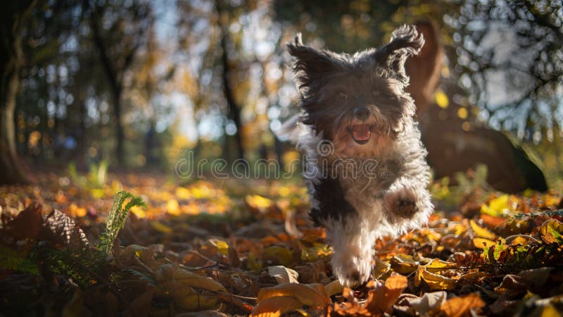 Havanese Dog Playing in Autumn Fall Leaves Stock Image - Image of cozy ...