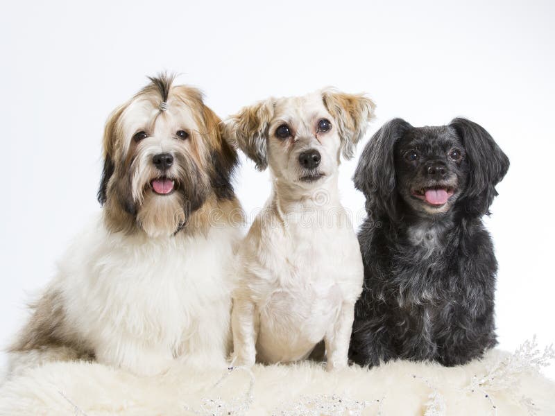 Havanese Dog Trio Stock Photos - Free & Royalty-Free Stock Photos from ...