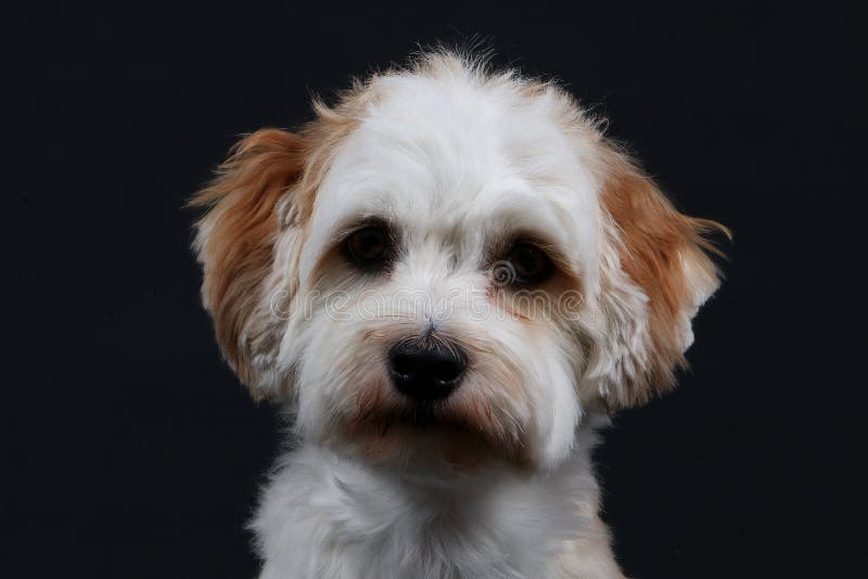 Havanese Portrait stock photo. Image of cute, havanese - 100958648