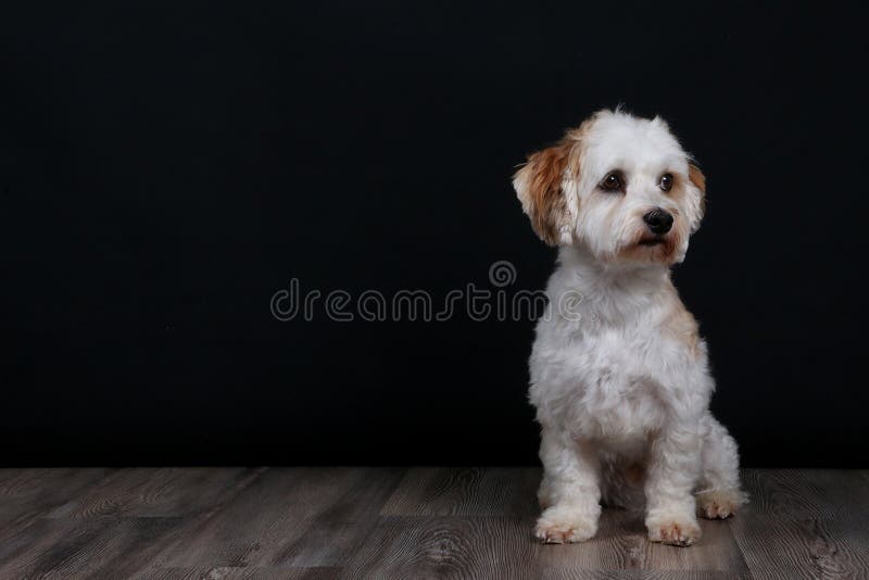 Havanese Portrait in the Studio Stock Image - Image of canine, breed ...