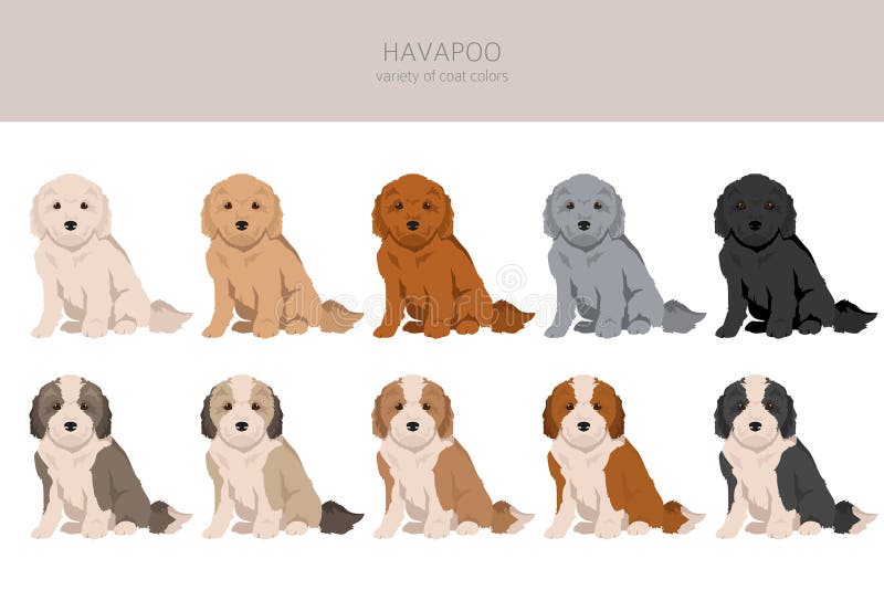 Havapoo Clipart. Havanese Poodle Mix Stock Vector - Illustration of ...