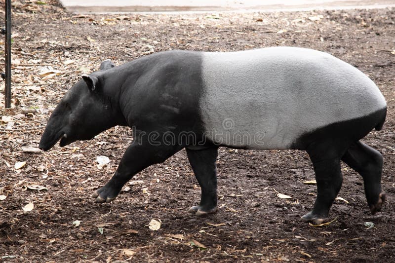 179 Tapir Side View Stock Photos - Free & Royalty-Free Stock Photos ...