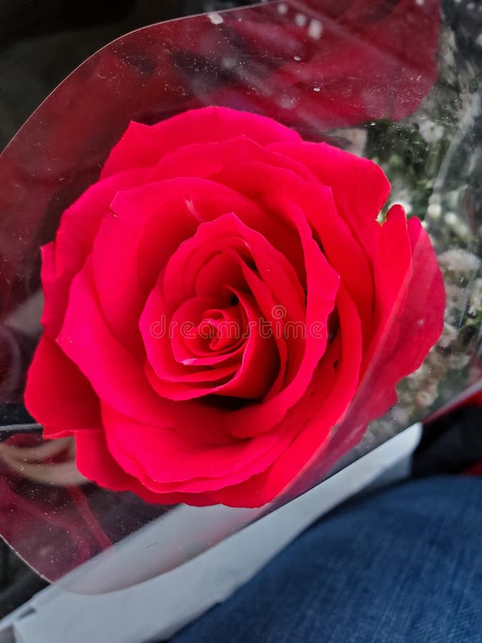 Always Have Faith Rose Beautiful Possible Stock Photo - Image of ...