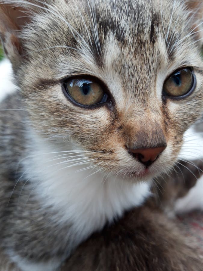 Have a look at it! stock photo. Image of knowledge, mobile - 31236990