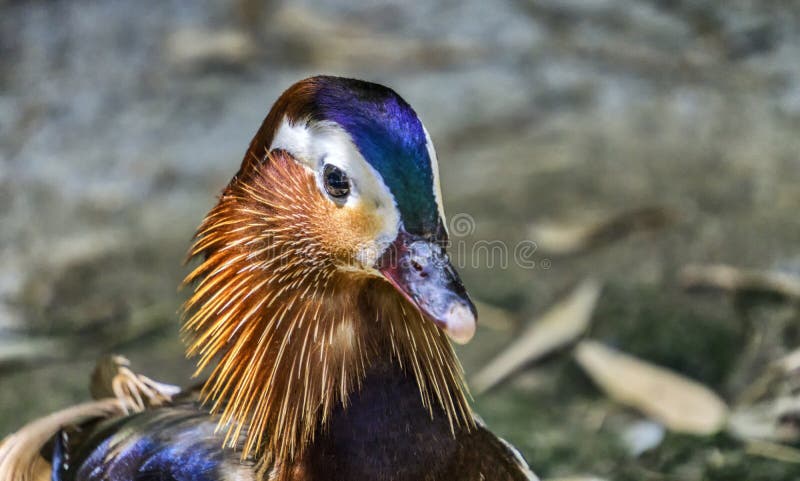 Strange duck stock photo. Image of wildlife, strange - 211353390