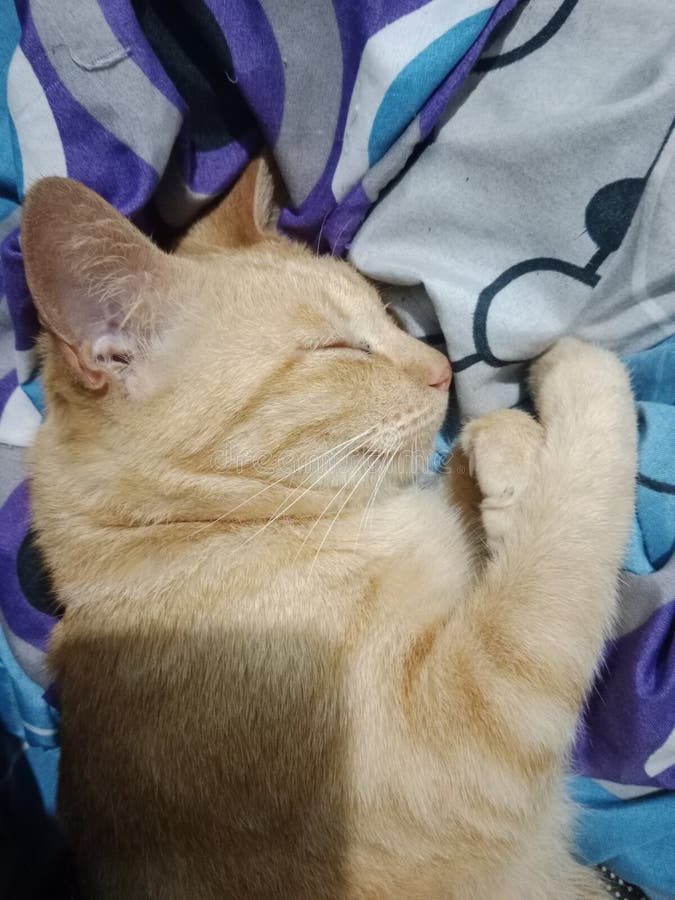 Have You Ever Wondered Why cats do the Things they Do? Stock Photo ... Have You Ever Wondered Why cats do the Things they Do? Stock Photo ...