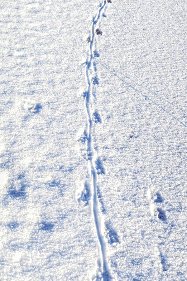Rat Footprint Snow Stock Photos - Free & Royalty-Free Stock Photos from ...