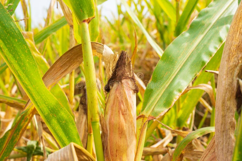 Haversting Corns in a Field Stock Photo - Image of field, ecology ...