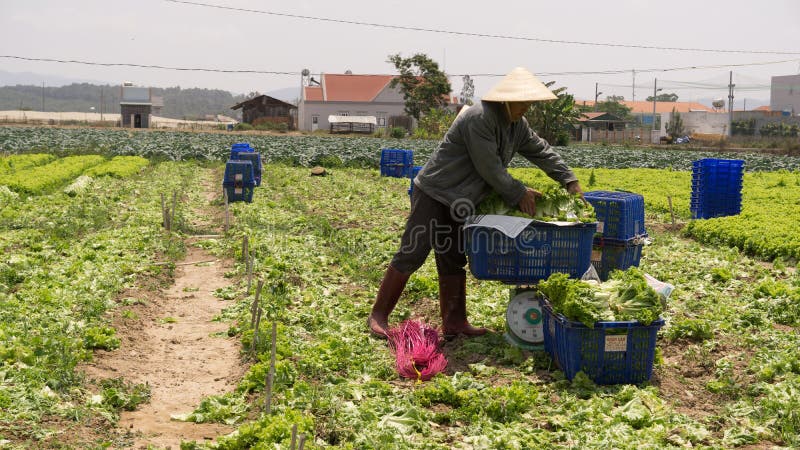 Havesting Green Lettuce in Vegetable Garden Editorial Stock Photo ...