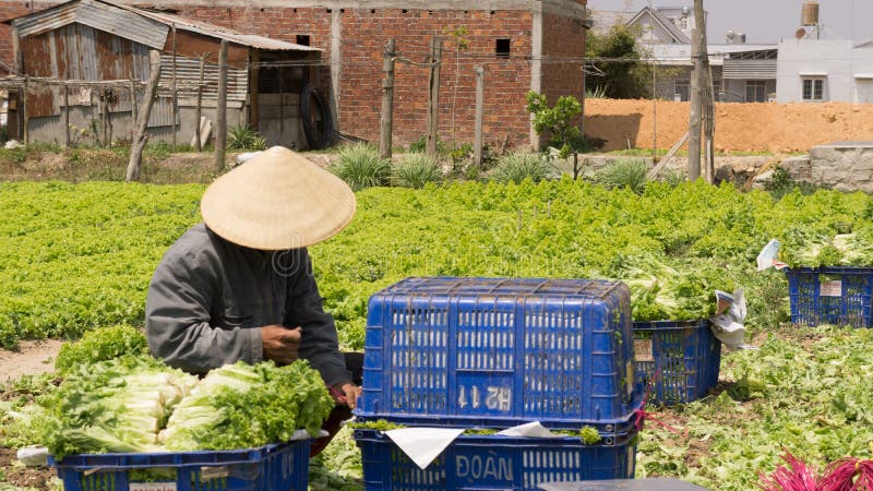 Havesting Green Lettuce in Vegetable Garden Editorial Stock Photo ...