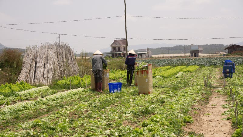 Havesting Green Lettuce in Vegetable Garden Editorial Stock Image ...