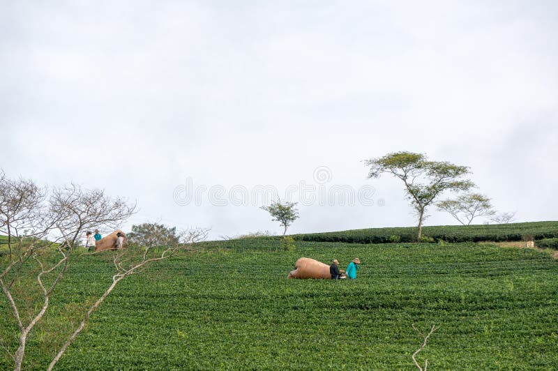 Havesting the Green Tea in Vietnam Editorial Photo - Image of fuji ...