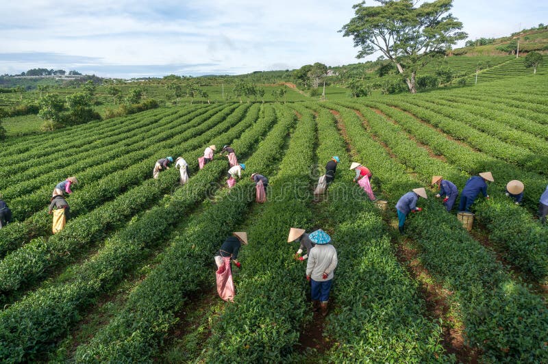 Havesting the Green Tea in Vietnam, the Famer Using Hands Cut the Top ...