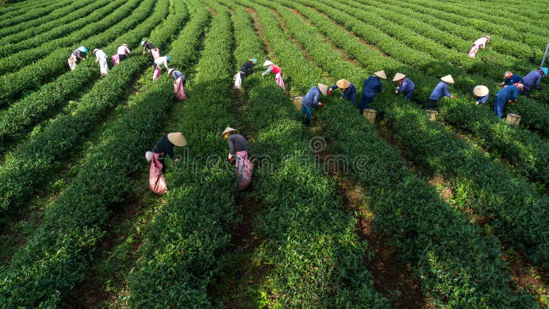 Havesting the Green Tea in Vietnam, the Famer Using Hands Cut the Top ...