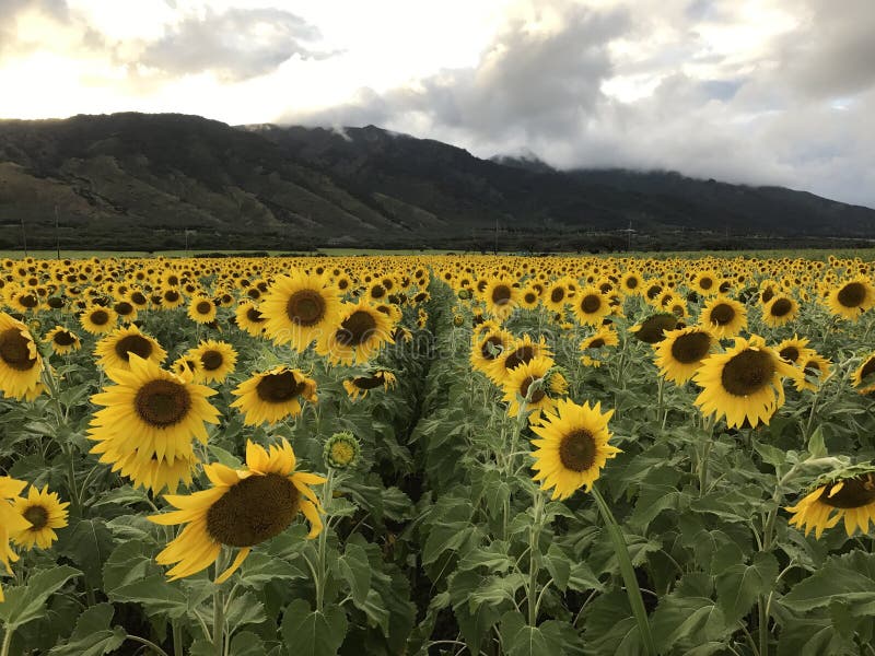 Havet av solrosor arkivfoto. Bild av solrosor, solros - 91144948