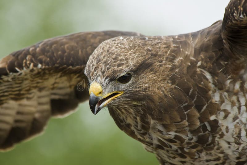 Havik stock foto. Image of haviken, buizerd, adelaar - 17717104