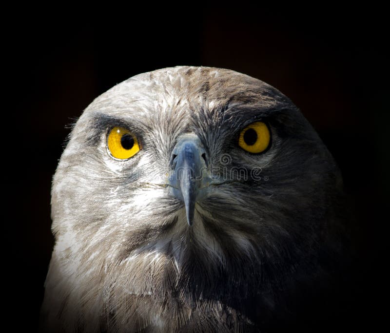 Havik met gele ogen stock afbeelding. Image of vogel - 66127097