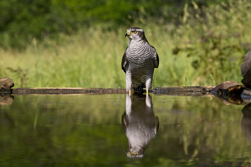 Havik, Northern Goshawk, Accipiter Gentilis Stock Photo - Image of ...