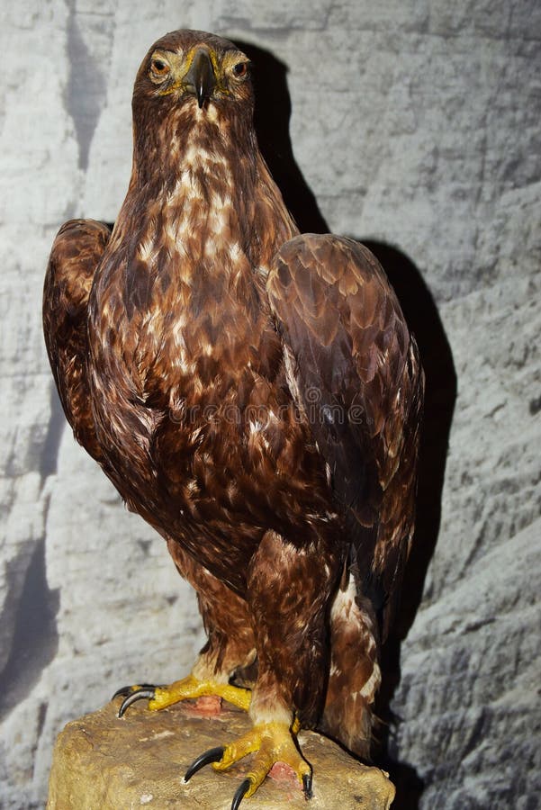 Kleine Valk, Vogel stock foto. Afbeelding bestaande uit gevederte ...