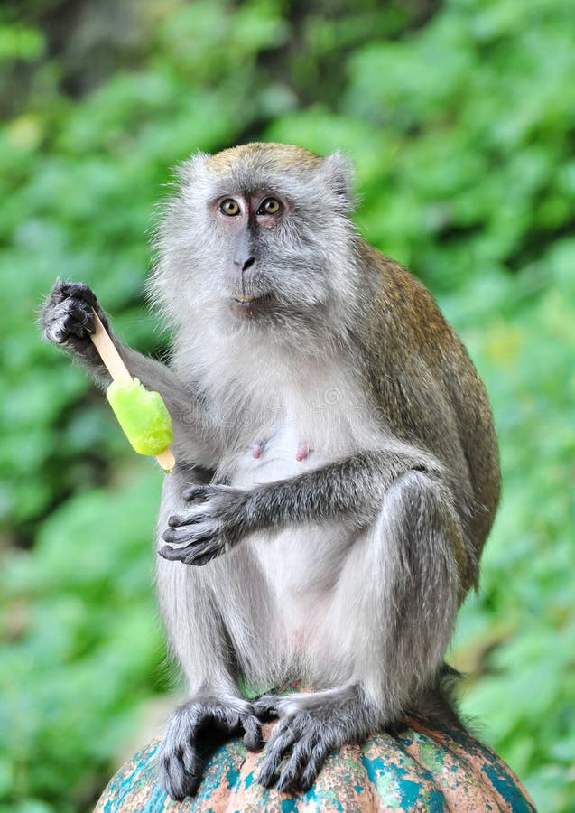 Weed Ice Cream Cones Stock Photos - Free & Royalty-Free Stock Photos ...