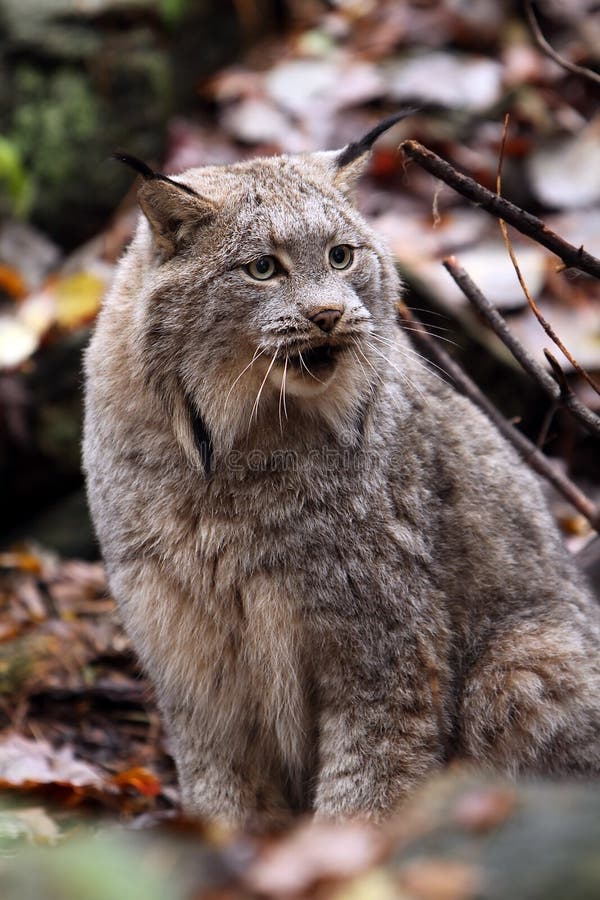 Having a Hissy Fit stock image. Image of mammal, alert - 11953225