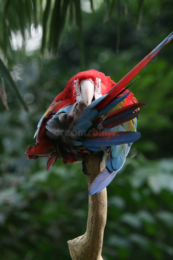 Macaw preening feathers stock photo. Image of scarlet - 61679642