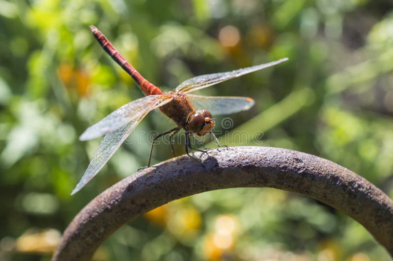 The Having a Rest Dragonfly Stock Image - Image of live, hunter: 75917867