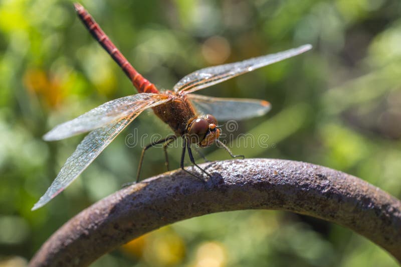 The Having a Rest Dragonfly Stock Image - Image of amusing, biology ...