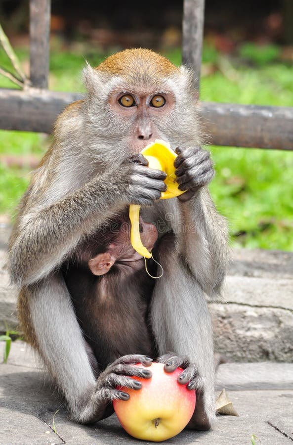 Monkey stock photo. Image of monkey, aethiops, south, nature - 4495454
