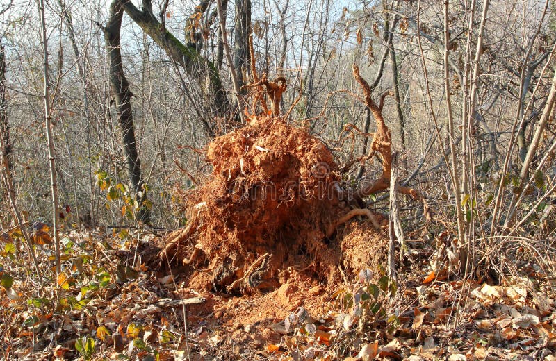 Having Solid Roots is for Standing Stock Photo - Image of wind, roots ...