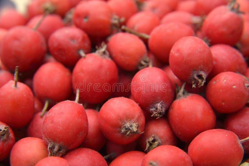 Haw stock photo. Image of table, fruit, hawthorn, harvest - 26125806
