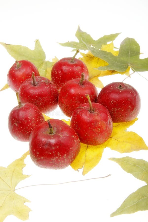 Haw berry in autumn stock image. Image of leaves, garden - 11831701