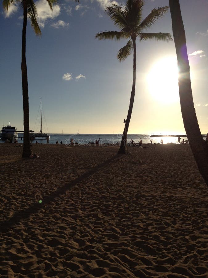 Hawaii Beach in the Sun stock image. Image of beach, trees - 70516915