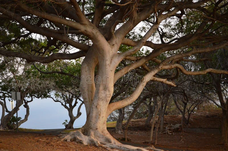 Hawaii, Big Island stock image. Image of foliage, tree - 84079203
