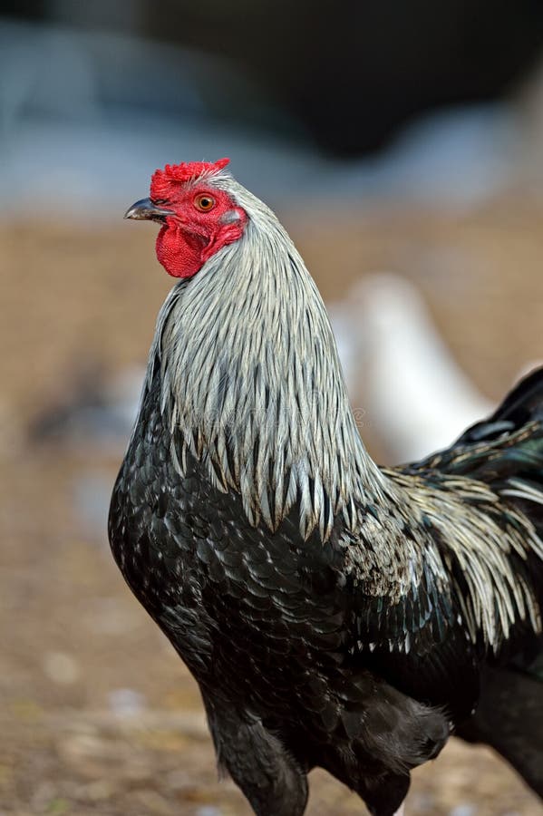 Hawaii black wild chicken stock image. Image of bird - 37918149