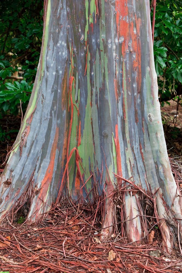 Rainbow Eucalyptus Tree Bark Stock Photo Download Image