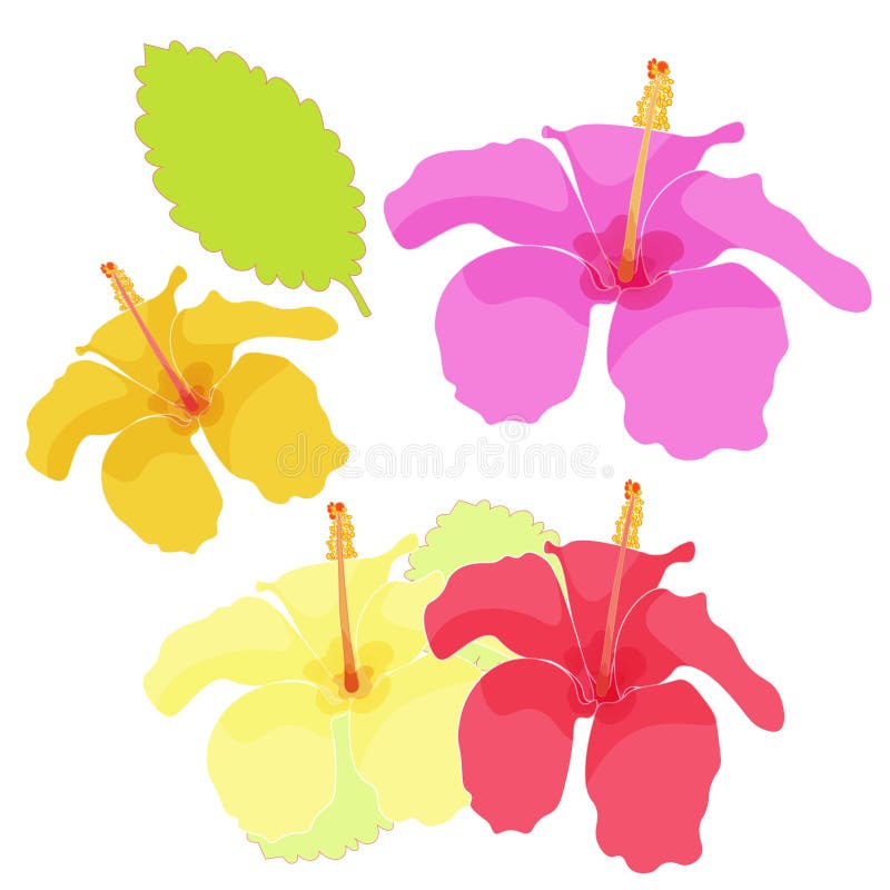 Hawaii of Hibiscus Color Set. Vector Illustration Stock Vector ...