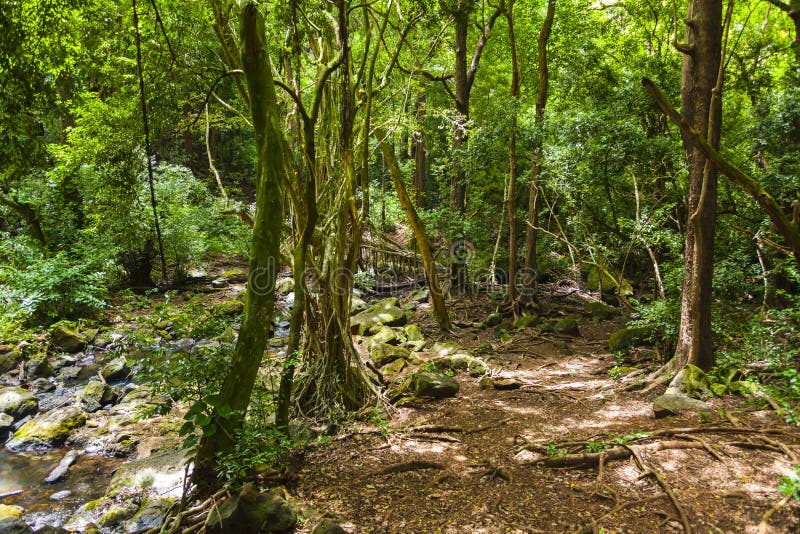 Hawaii Oahu Tropical Jungle Stock Photo - Image of beautiful, jungle ...